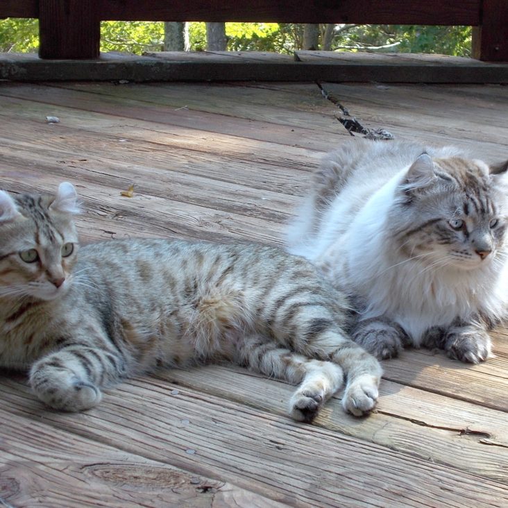 Shepherd's Lair Lynx – Exotic Highland Lynx Cats and Kittens